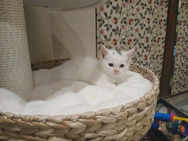 2 Beautiful white ragdoll cross kittens for sale in Co. Monaghan for € ...