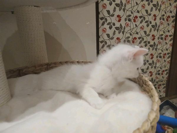 2 Beautiful white ragdoll cross kittens for sale in Co. Monaghan for € ...