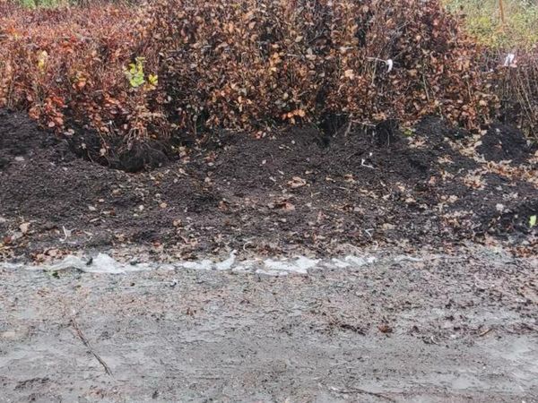 Hedging Green/Copper beech Hornbeam from 1euro for sale in Co. Meath ...