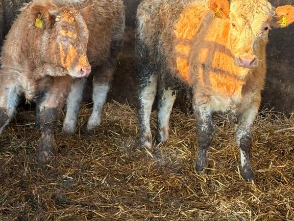 10 super Charolais bullocks for sale in Co. Armagh for £1,545 on DoneDeal