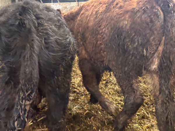 2 Suckler Bred Limousin Bull Wealings for sale in Co. Mayo for €1,250 ...
