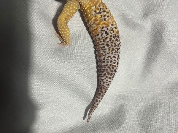 Female lavender tail leopard gecko for sale in Co. Dublin for €150 on ...