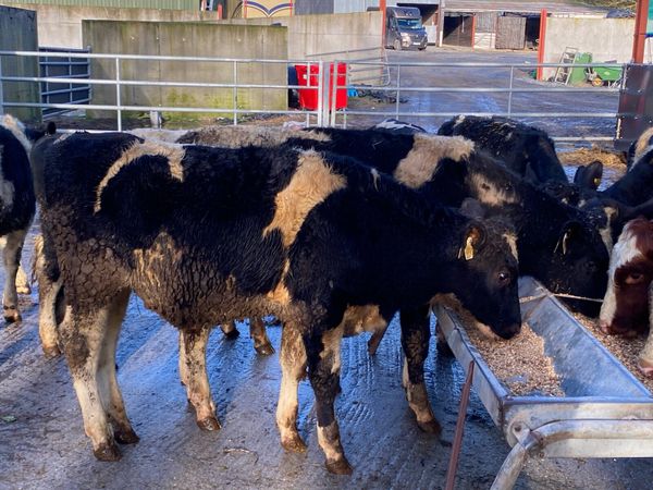 300kg Friesian Bullocks @ Lissava for sale in Co. Tipperary for €965 on ...
