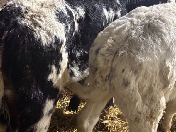 3 Quality Belgian Blue Heifer Calves for sale in Co. Mayo for €850 on ...