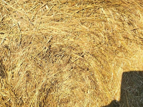 Super quality haylge weed free for sale in Co. Galway for €35 on DoneDeal