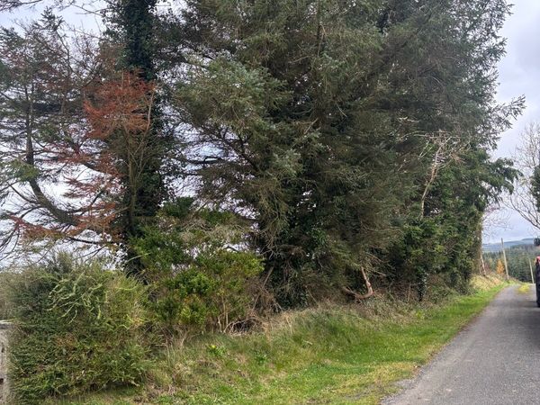 Site clearance / tree removals for sale in Co. Sligo for €123 on DoneDeal