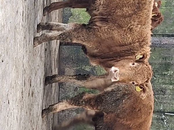 Super u grade lmx heifers for sale in Co. Galway for €0 on DoneDeal