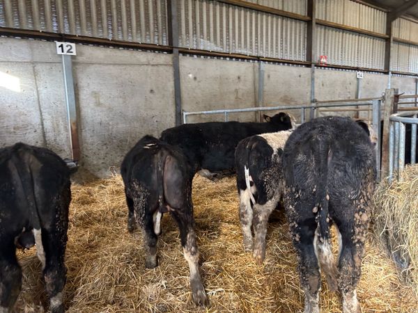 5 super 420 kg Hereford bullocks for sale in Co. Westmeath for €1,580 ...