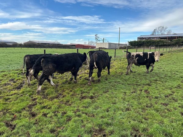 5 super 420 kg Hereford bullocks for sale in Co. Westmeath for €1,580 ...
