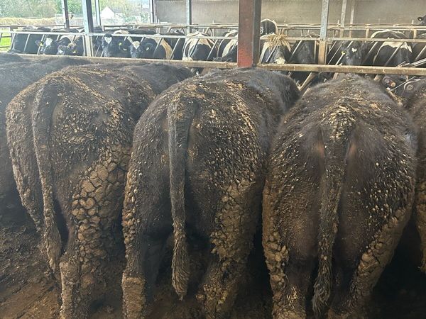 83 Angus cattle for sale in Co. Limerick for €0 on DoneDeal