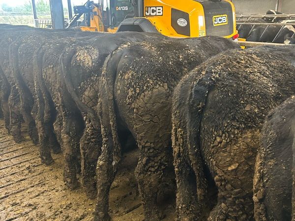 83 Angus cattle for sale in Co. Limerick for €0 on DoneDeal