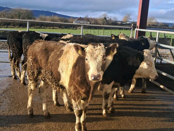 9 SIMMENTAL BULLOCKS for sale in Co. Limerick for €0 on DoneDeal