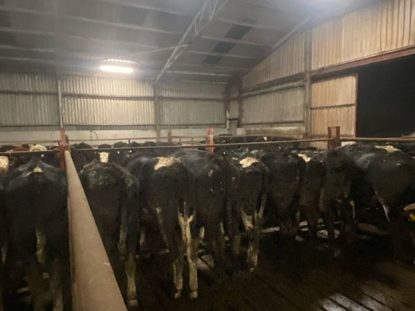 35 bullocks for sale in Co. Limerick for €1,620 on DoneDeal