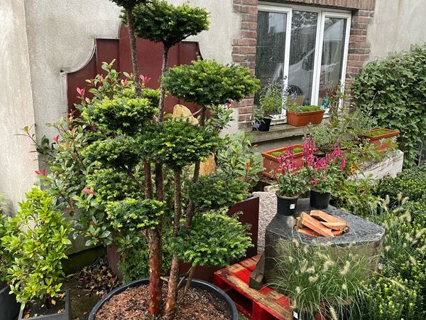 Yew, topiary / multiple stem. Triple ball for sale in Co. Wicklow for € ...