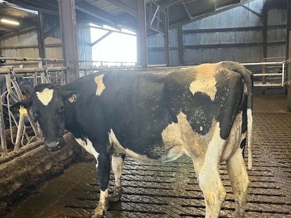 10 PBR May/June Calving Cows for sale in Co. Cavan for €1 on DoneDeal