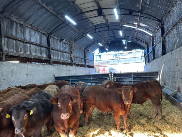 U and E grade bullocks for sale in Co. Derry for £0 on DoneDeal