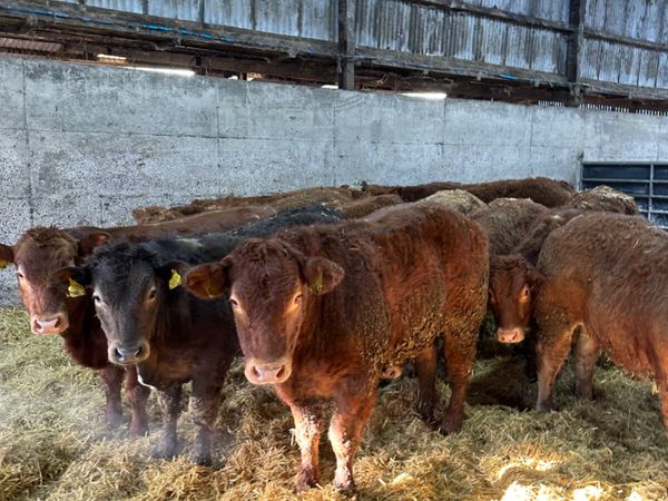 U and E grade bullocks for sale in Co. Derry for £0 on DoneDeal