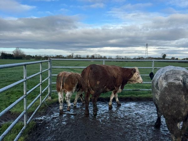 Genuine Suckler cows for sale in Co. Kildare for €4,750 on DoneDeal
