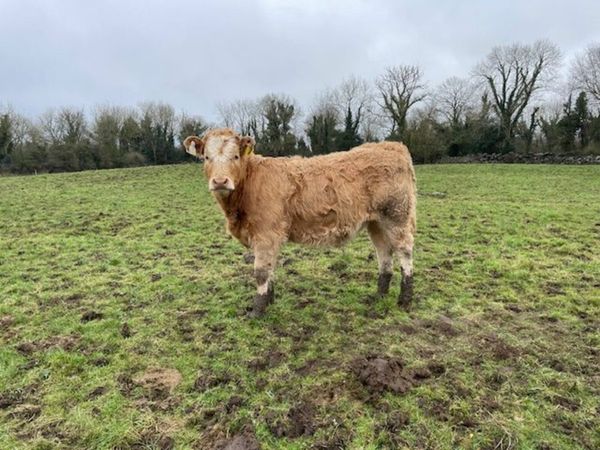 Limousin Heifers for sale in Co. Galway for €2,000 on DoneDeal