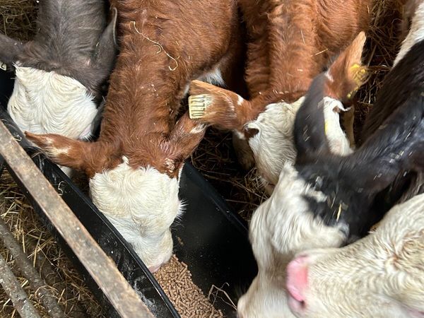 5 Smashing Simmental Calves 6-10weeks for sale in Co. Clare for €580 on ...