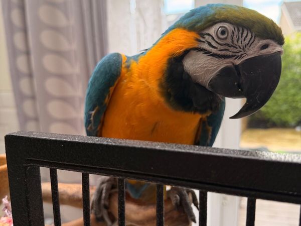 Blue and gold male for sale in Co. Dublin for €1,550 on DoneDeal