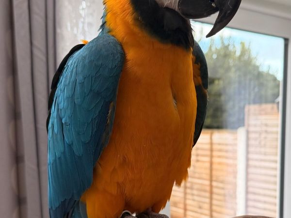 Blue and gold male for sale in Co. Dublin for €1,550 on DoneDeal