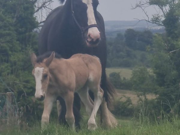 Black Cob Mare for sale in Co. Monaghan for €4,500 on DoneDeal