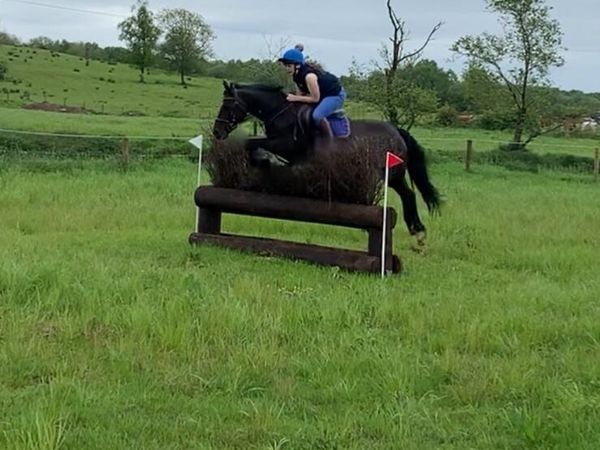 148 pony club pony for sale in Co. Tyrone for £8,000 on DoneDeal