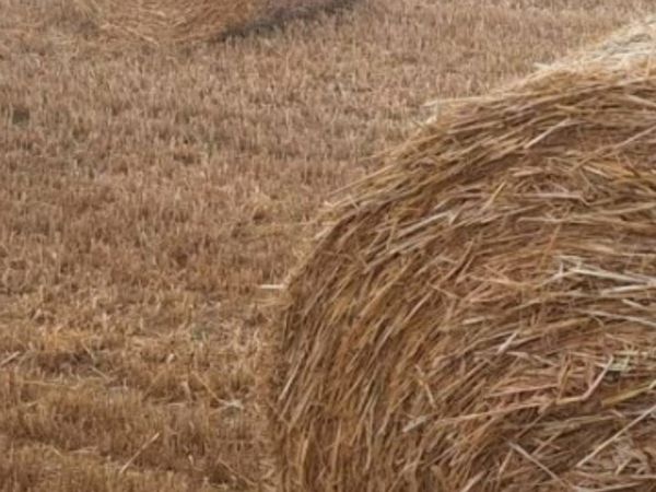 Barley Straw 4 x 4 Fusion Bale's for sale in Co. Carlow for €20 on DoneDeal