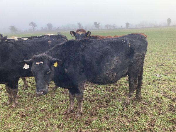 Incalf heifers for sale in Co. Galway for €2,200 on DoneDeal