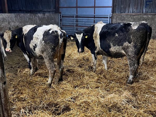 Incalf Heifers for sale in Co. Louth for €2,250 on DoneDeal