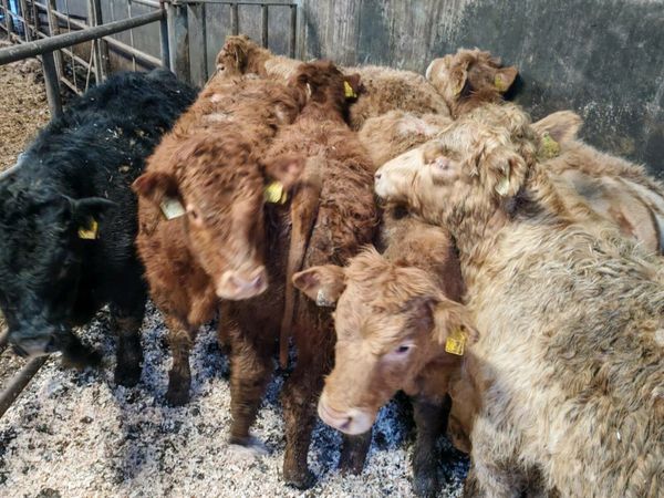 8 Sucker Bred Bullock's. for sale in Co. Mayo for €1,540 on DoneDeal