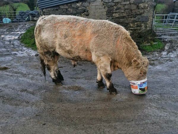 Charolais bulls for sale in Co. Monaghan for €1,234 on DoneDeal