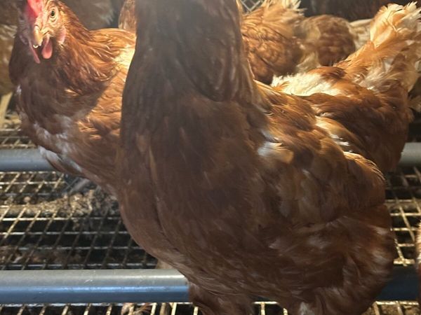 Poultry for sale in Co. Tyrone for £2 on DoneDeal