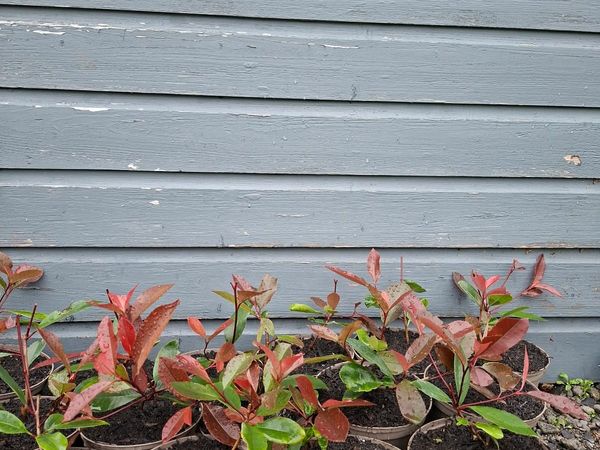 Red Robin for sale in Co. Westmeath for €3 on DoneDeal