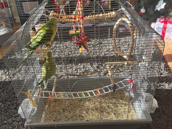 Parrots for sale in Co. Dublin for €250 on DoneDeal