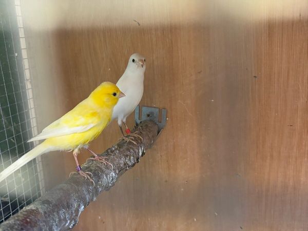 Irish Fancy Canaries for sale in Co. Cork for €30 on DoneDeal