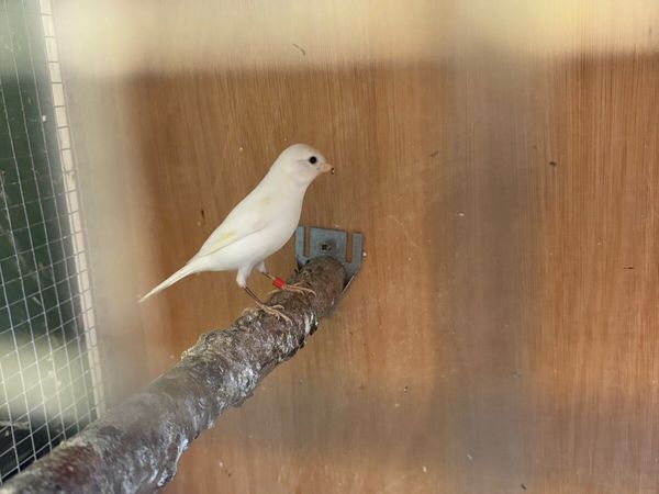 Irish Fancy Canaries for sale in Co. Cork for €30 on DoneDeal