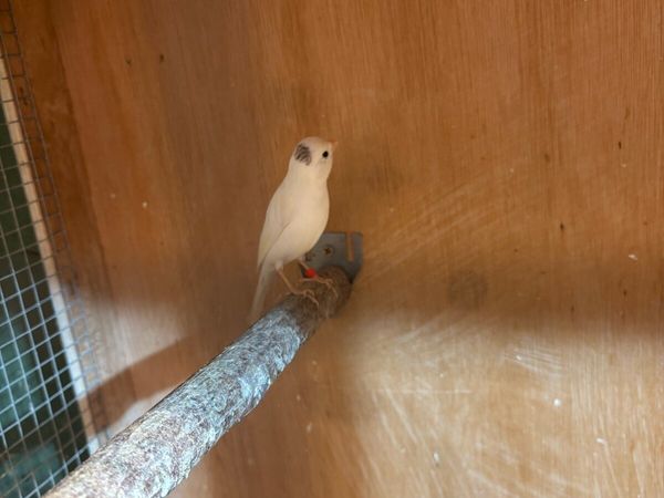 Irish Fancy Canaries for sale in Co. Cork for €30 on DoneDeal