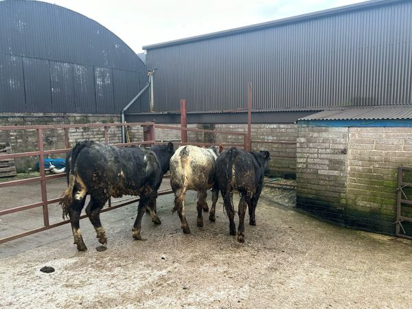 3 belgian blue heifers for sale for sale in Co. Tyrone for £1,234 on ...