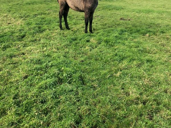 Filly Foal for sale in Co. Mayo for €1,800 on DoneDeal