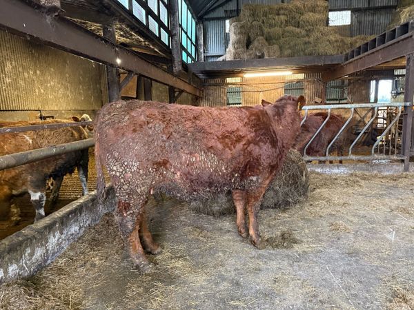 Bull and Springing heifers for sale for sale in Co. Derry for £12,345 ...