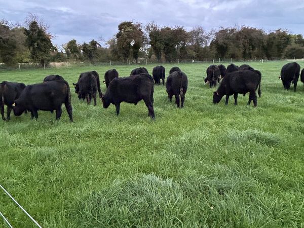 Land wanted to rent for sale in Co. Meath for €1,234 on DoneDeal