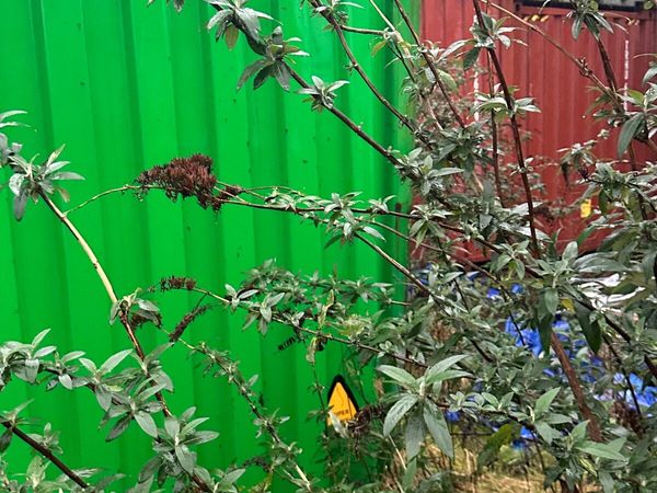 40ft evergreen containers for sale in Co. Dublin for €2,495 on DoneDeal