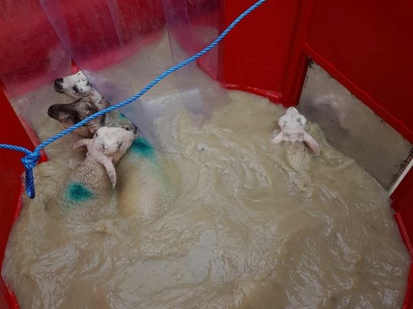 Portequip sheep dipper for sale in Co. Tyrone for £16,900 on DoneDeal