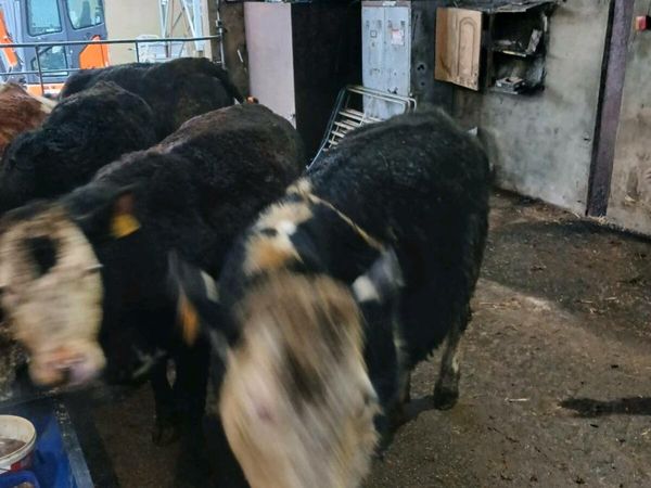 7 super springing heifers for sale in Co. Tyrone for £1,111 on DoneDeal