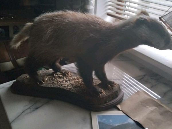 Badger for sale in Co. Mayo for €100 on DoneDeal