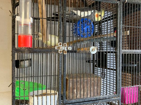 Rabbits+Birds for sale in Co. Limerick for €123,456 on DoneDeal