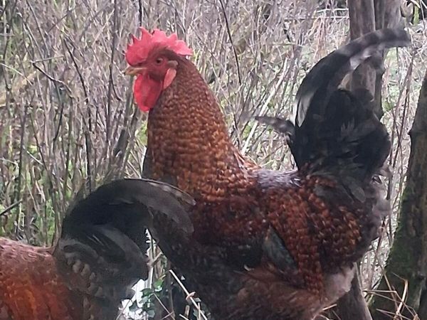 Rhode Island red cross roosters for sale in Co. Leitrim for €15 on DoneDeal