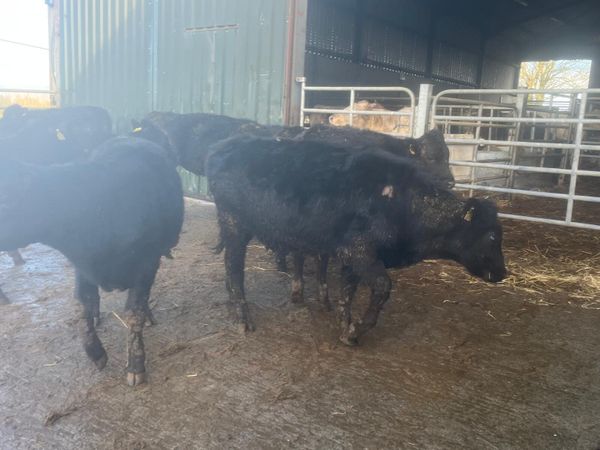 10 super Angus yearling heifers for sale in Co. Westmeath for €1,000 on ...